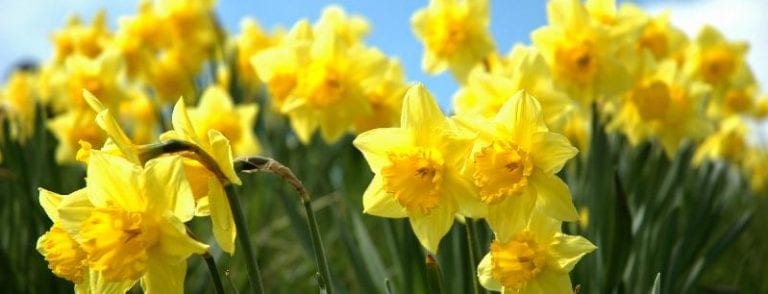 Popular flowers grown in Pakistan - Send Fresh Flowers & Gifts Online ...