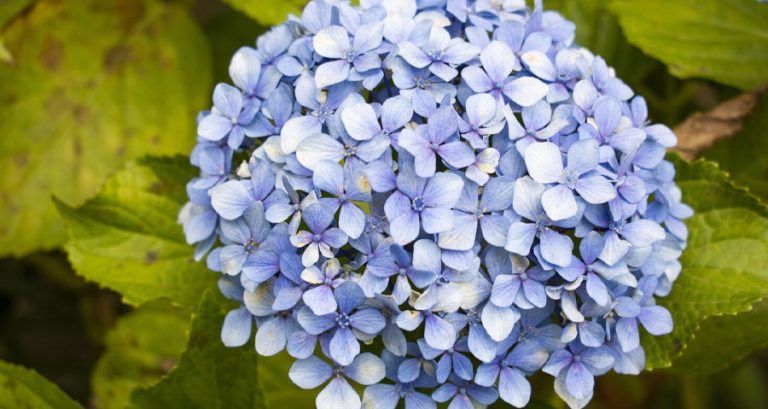 Everything You Need To Know About Hydrangeas - Send Fresh Flowers ...