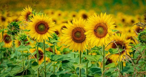 Fascinating Facts About Sunflowers - Send Fresh Flowers & Gifts Online ...